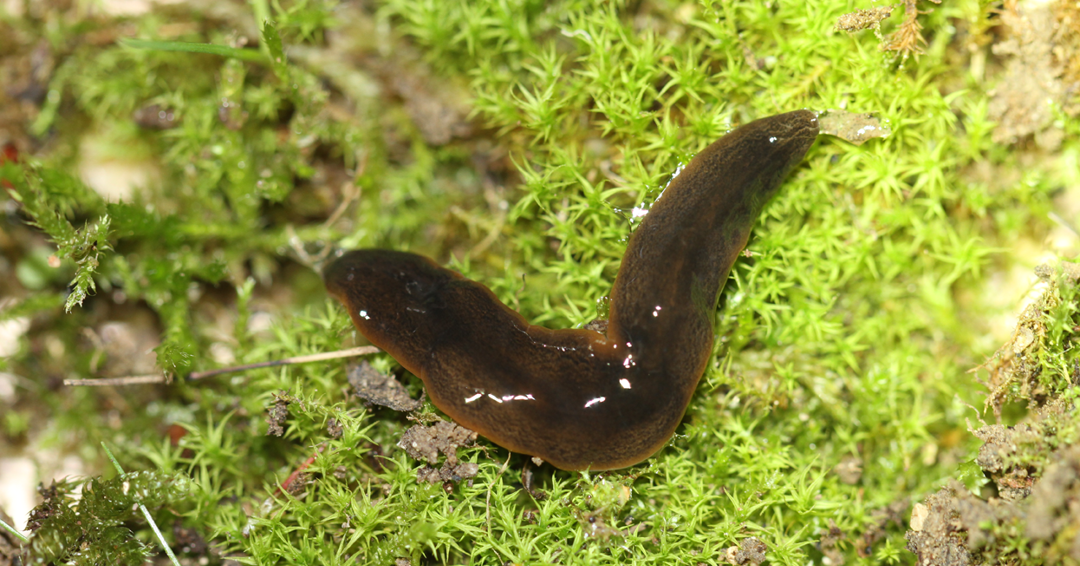 Invasiv fladorm bekræftet i Danmark: Vær ekstra opmærksom